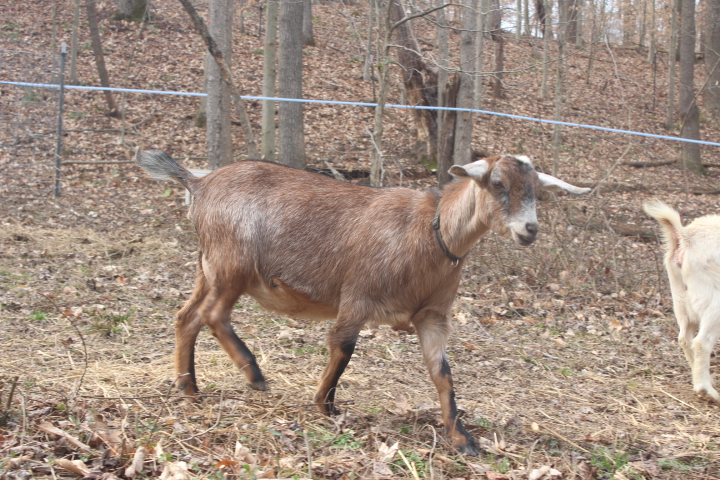 Big goat, small goat, medium goat: Dwarfs, minis, and standard sized ...