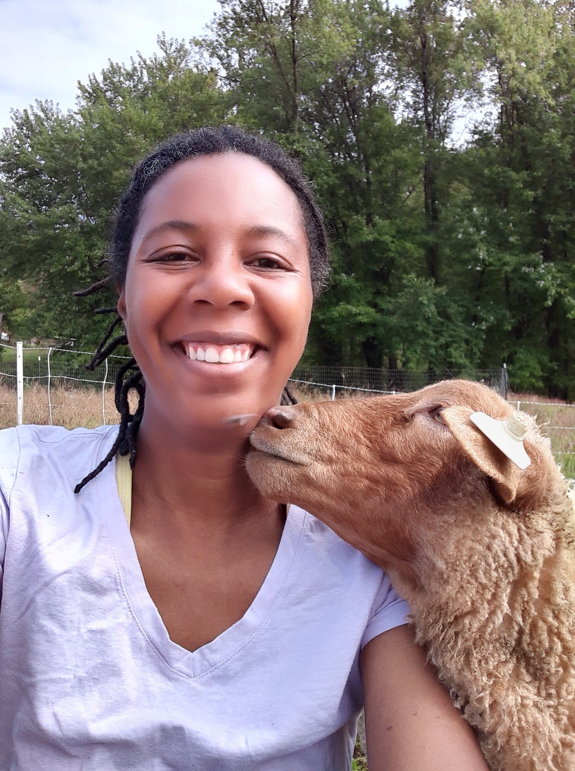 Tunis sheep | Tarheelbilly Farm