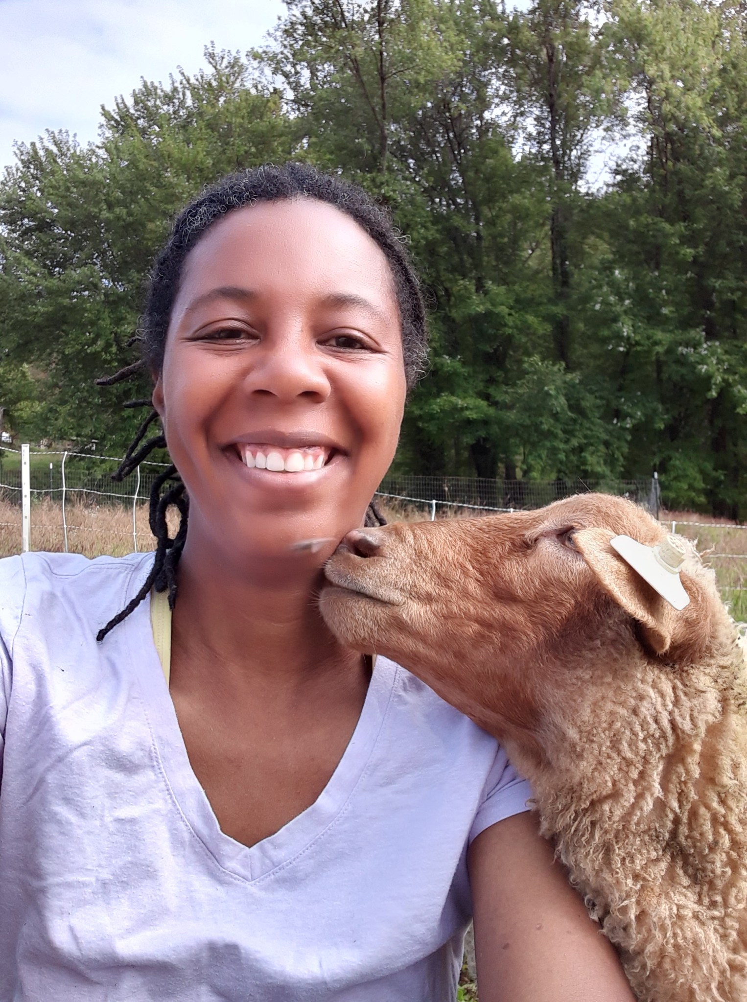 Tunis sheep | Tarheelbilly Farm